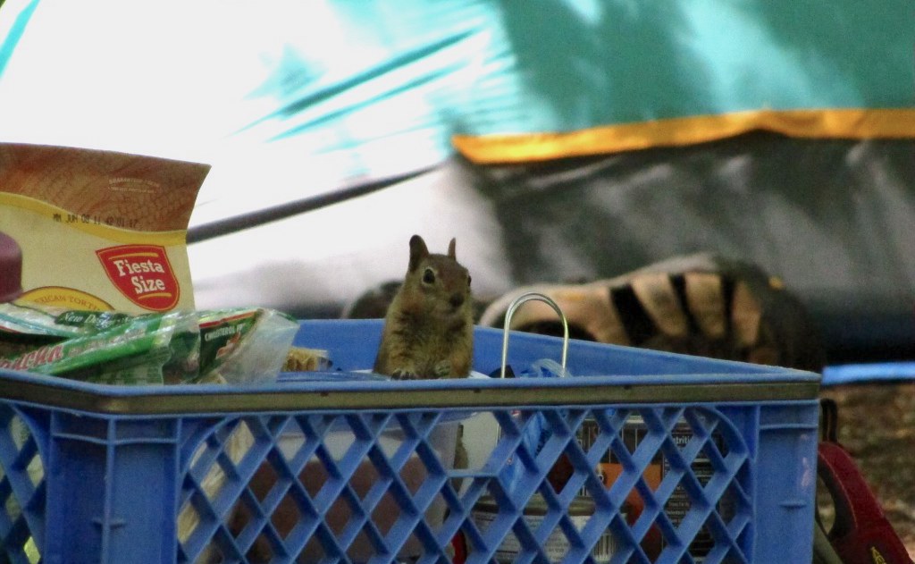 It’s not just the squirrels: In defense of camping | Mindwise